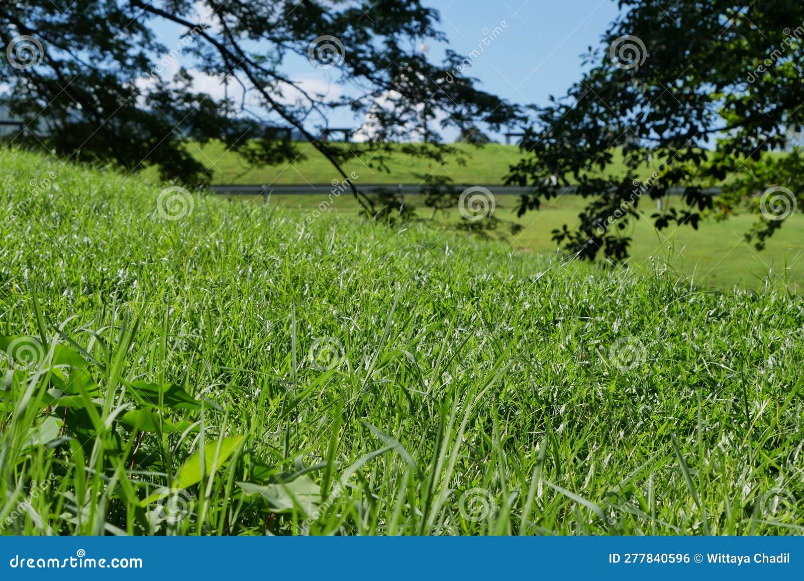 Fields with Clouds, Green Pasture, the Pasture, Blue Sky, Clouds. Stock ...
