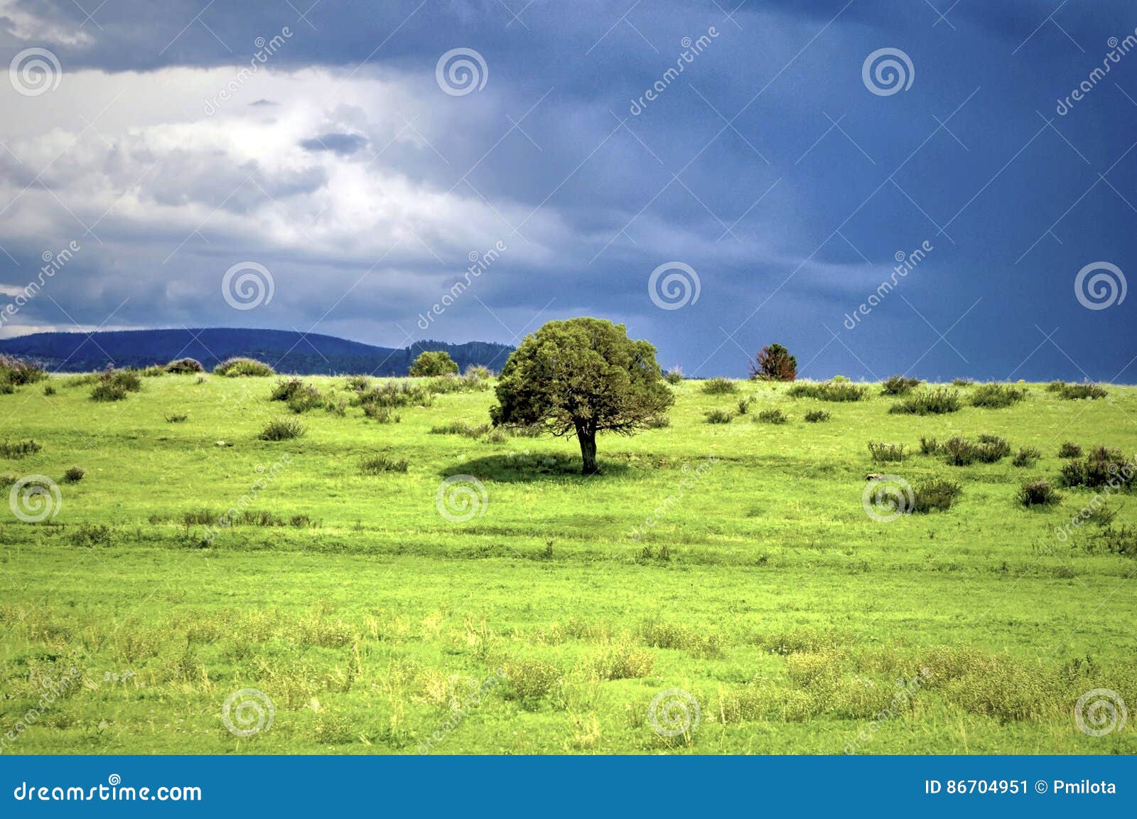 Green Pasture stock image. Image of horizon, grazing - 86704951