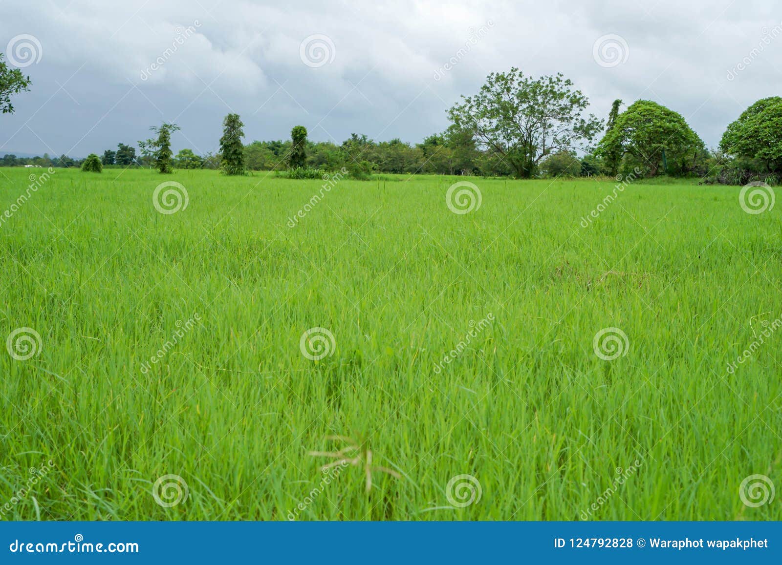 Green Pasture Pattern Textuer Background Stock Photo - Image of lush ...