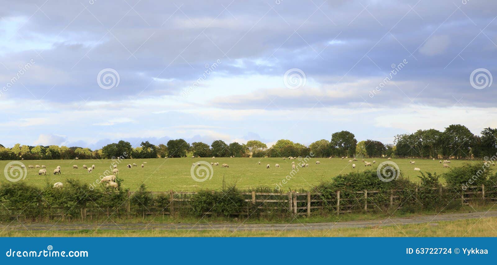 Green Pasture with Sheep in Countryside of Ireland Stock Photo - Image ...