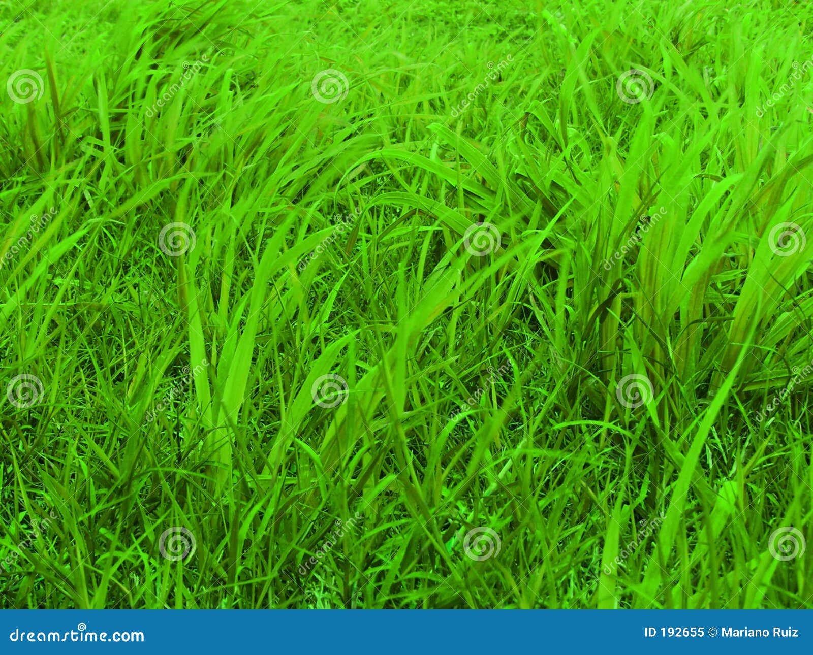 Green Pastures stock image. Image of backdrop, country - 192655