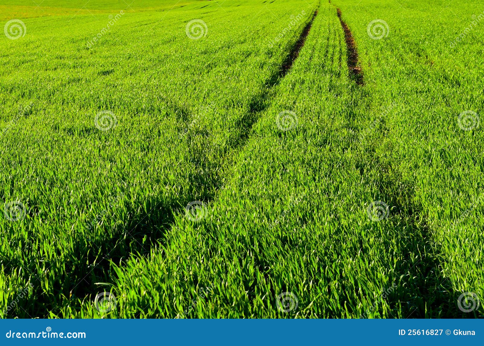 Green Pastures stock image. Image of agriculture, growth - 25616827