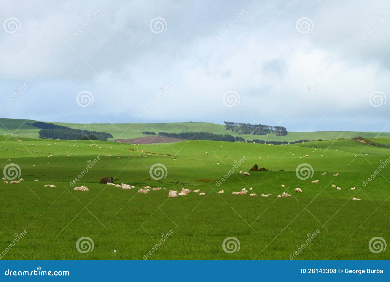 Green pastures stock photo. Image of green, fence, group - 28143308