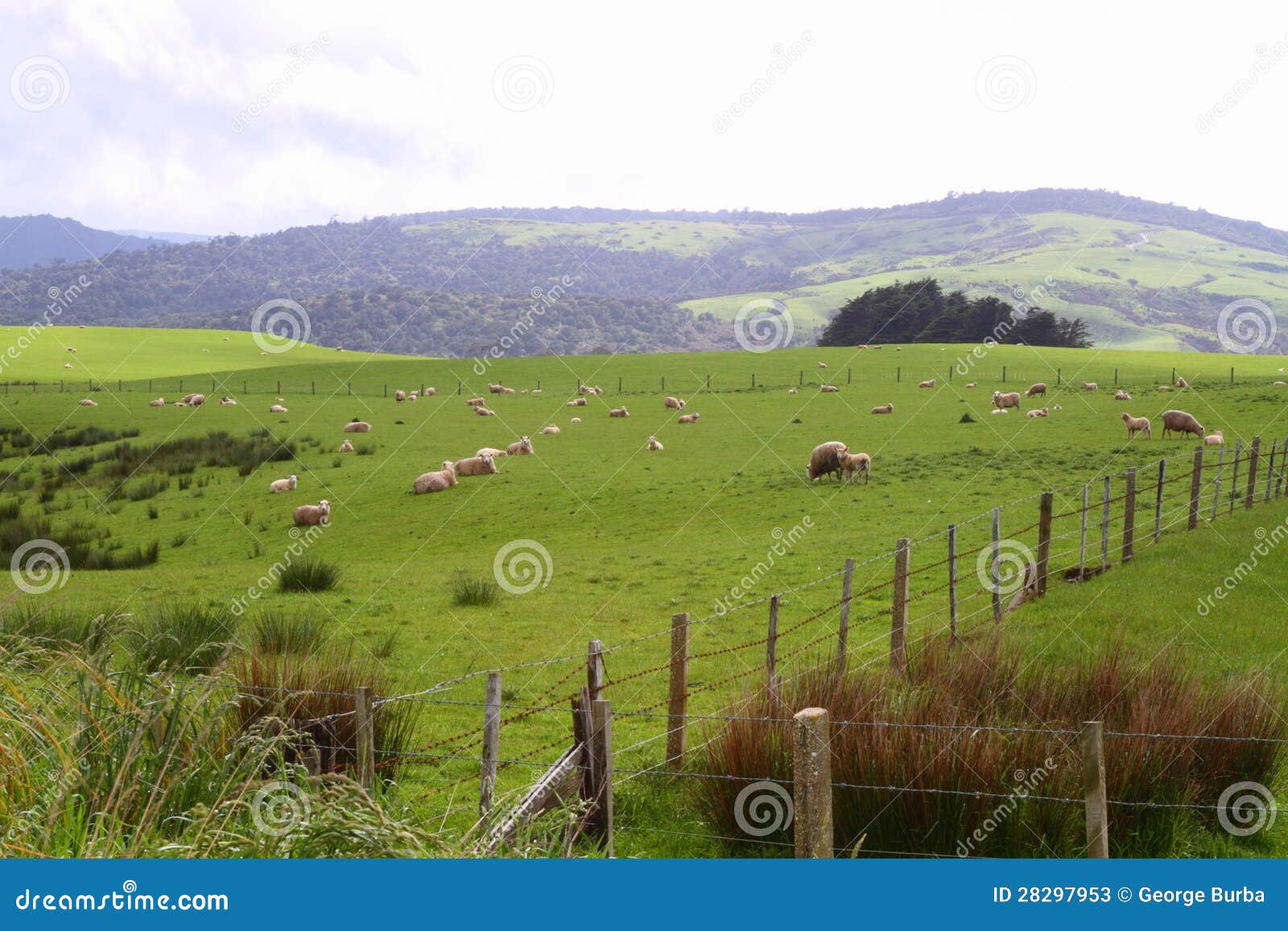 Green pastures stock image. Image of cloud, livestock - 28297953