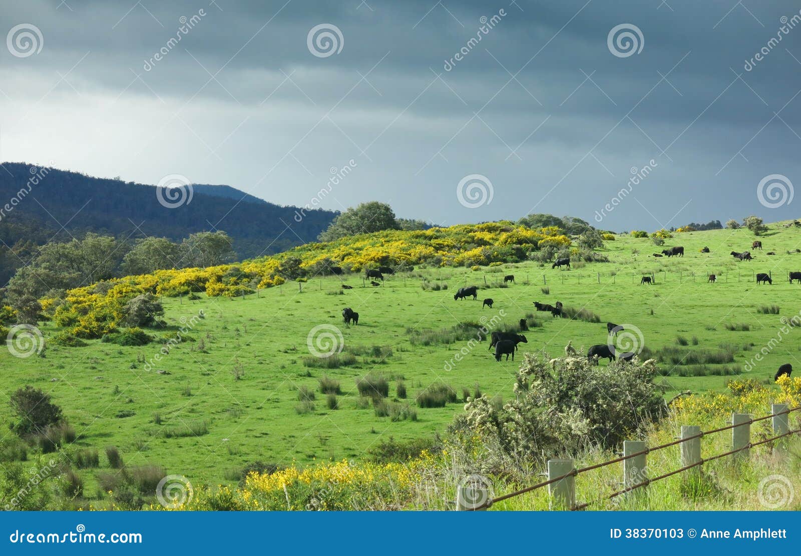 Green pastures stock image. Image of storm, pastures - 38370103