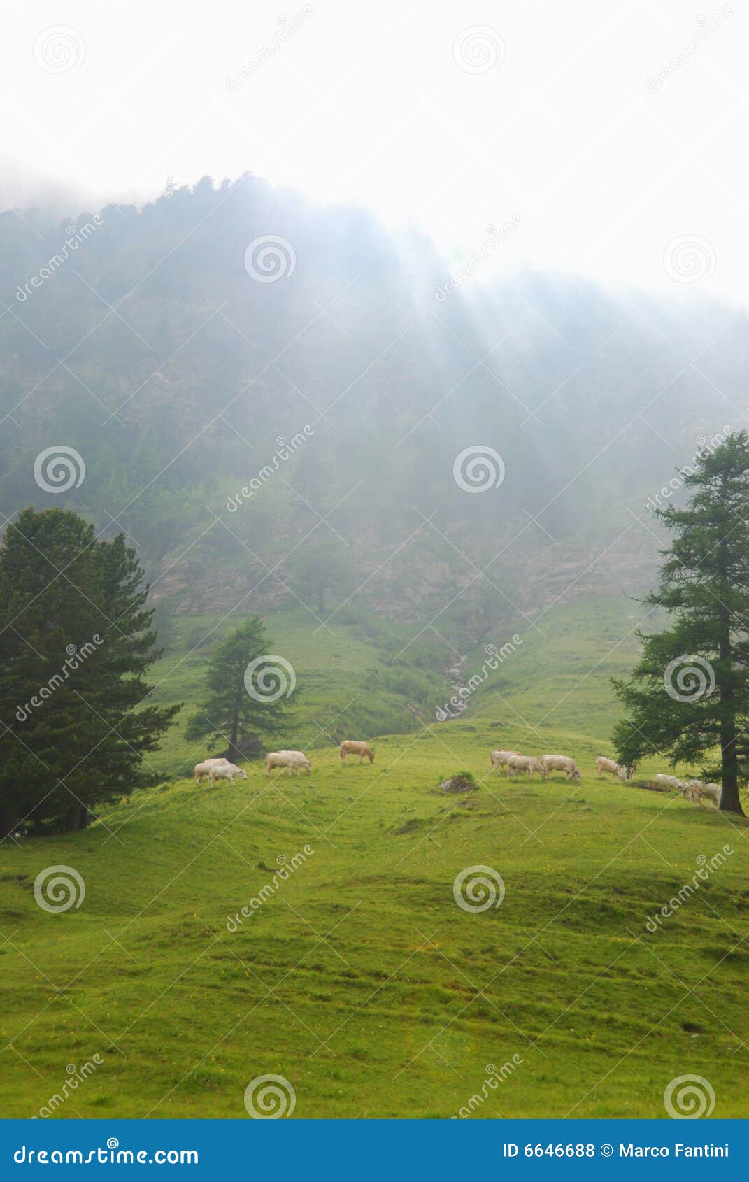 Green pastures stock photo. Image of calm, green, quiet - 6646688