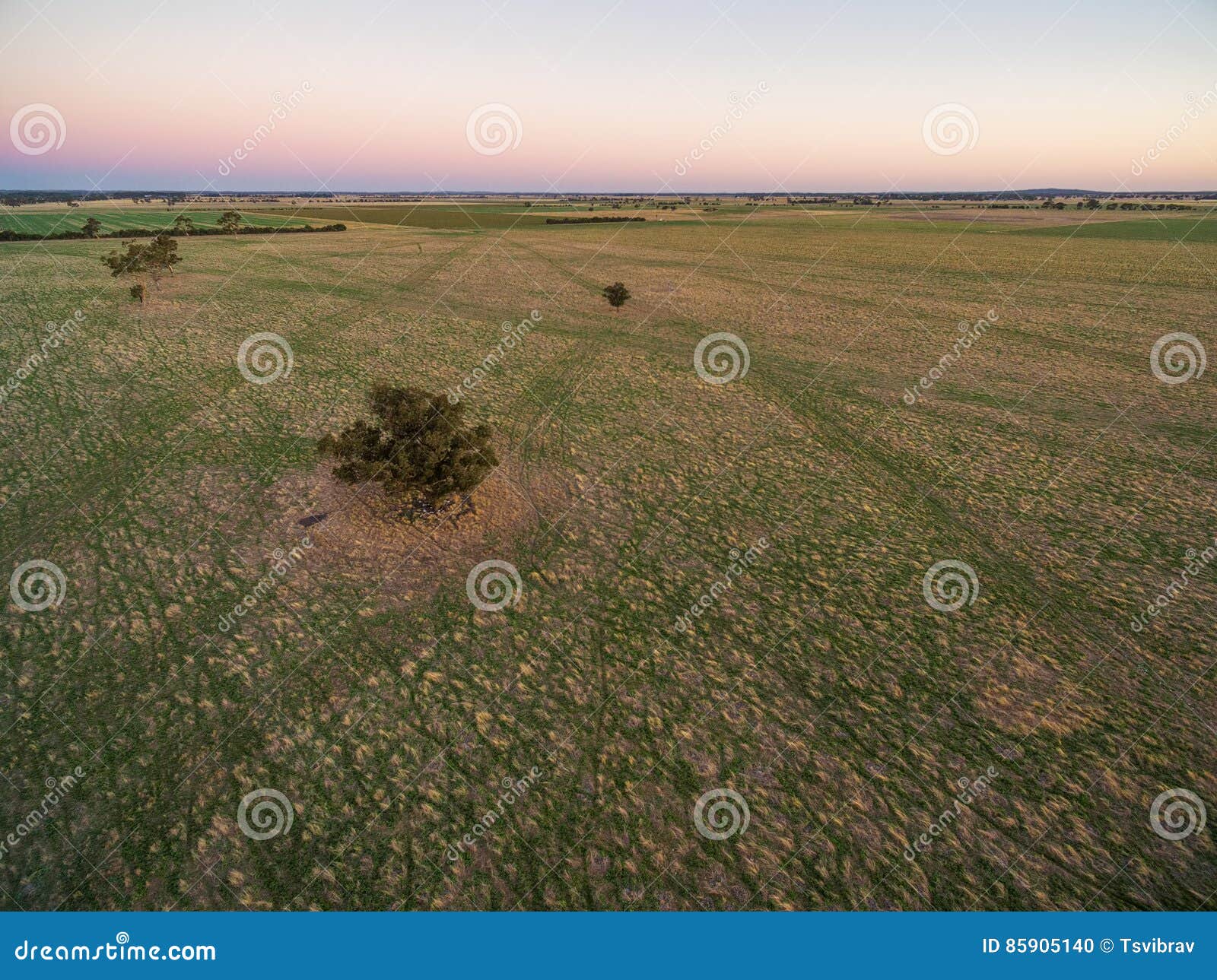 Green Pastures with Scattered Trees at Sunset - Low Aerial View Stock ...