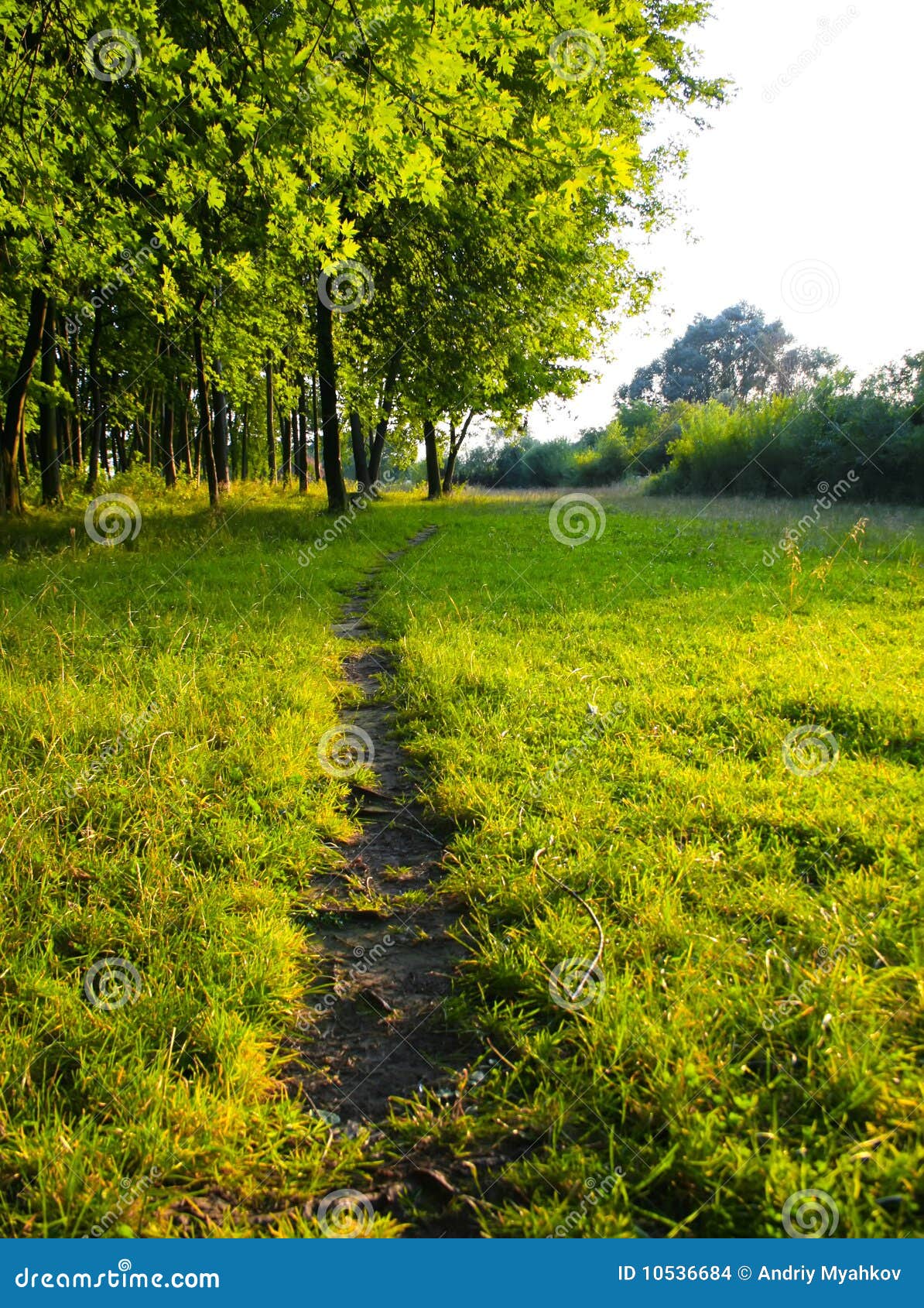 Green path stock photo. Image of leaves, light, environment - 10536684