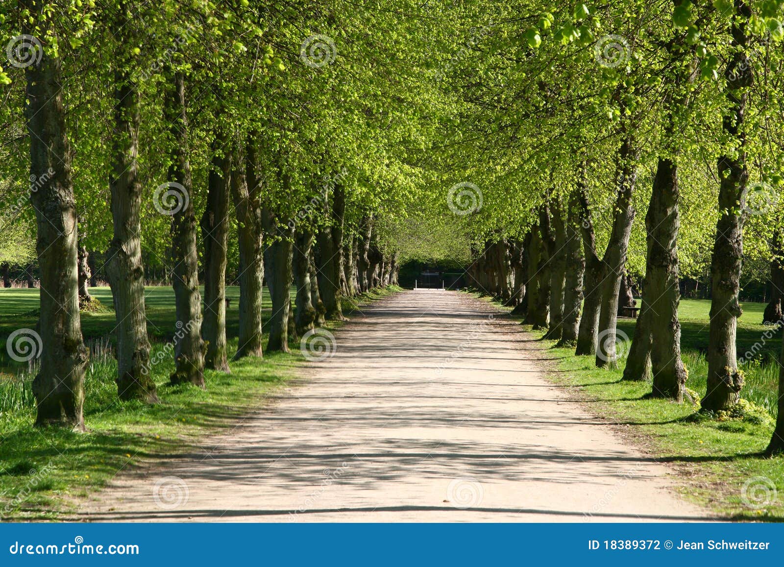 Green path stock photo. Image of forests, woods, pathway - 18389372