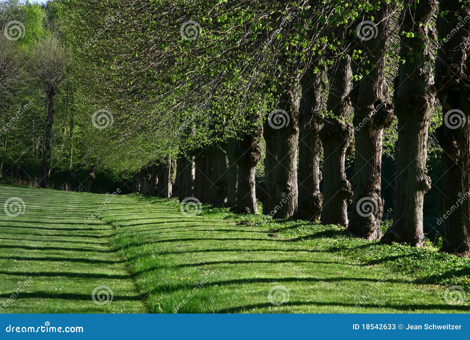 Green path stock image. Image of forest, tree, pathway - 18542633