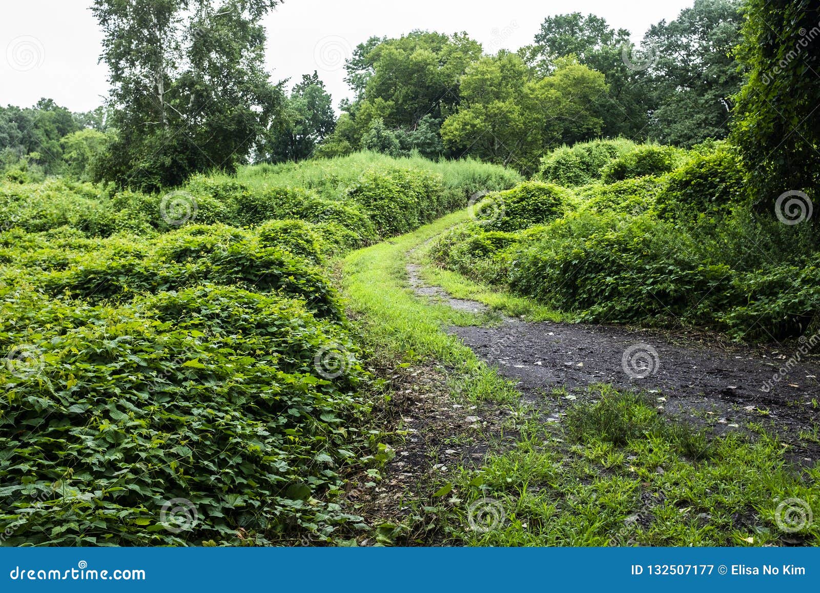 Green path in a forest stock image. Image of parks, america - 132507177