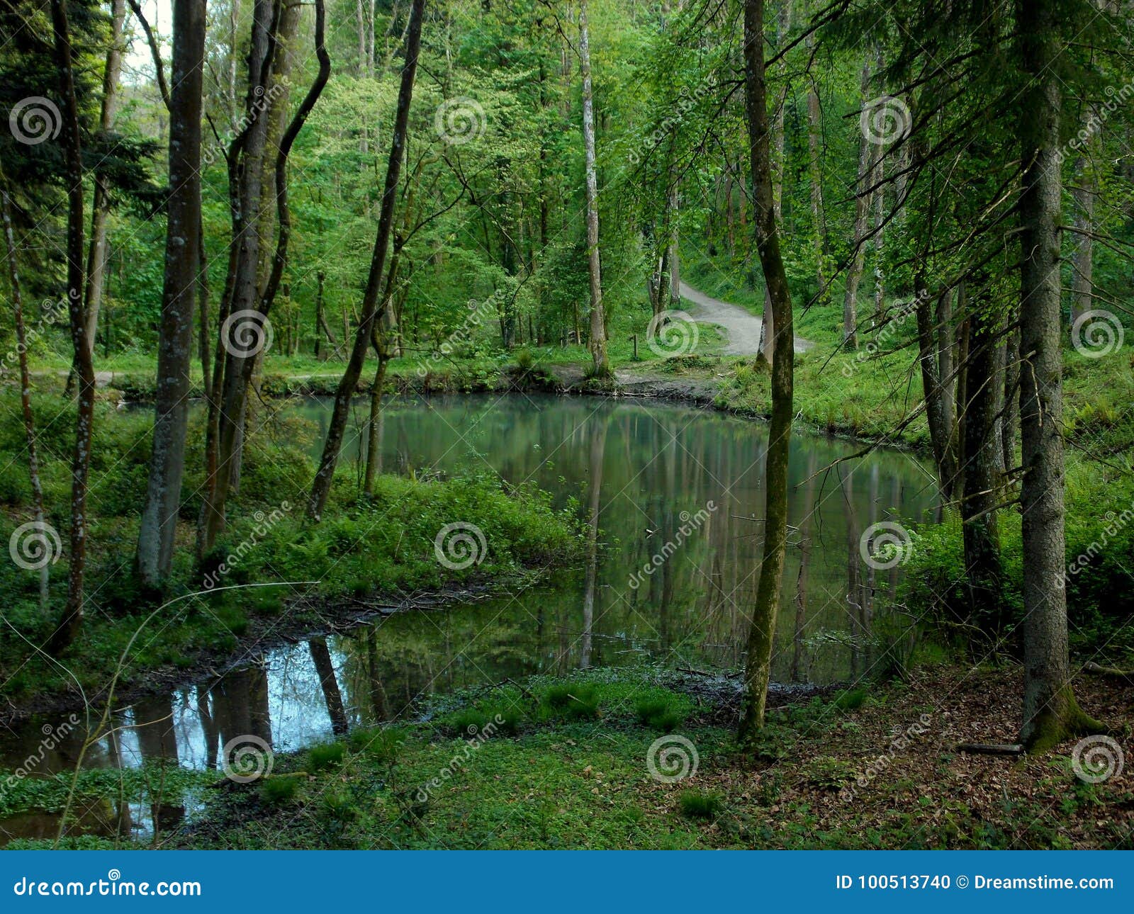 Green Passage Way With Cupressus Tree. Beautiful Passage Way Trough ...