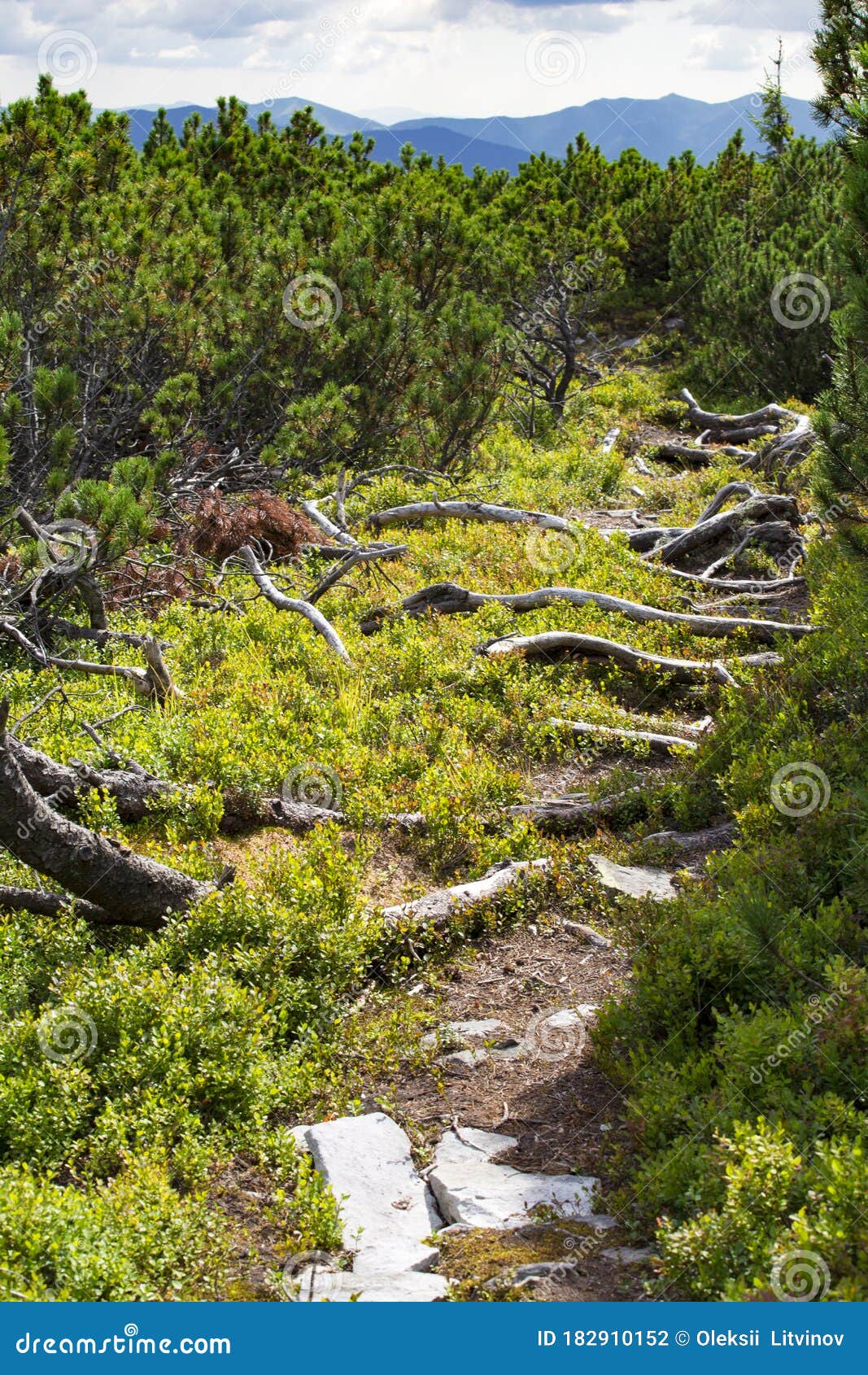 Green Path in the Mountains Covered with Pine Roots on a Summer Day in ...