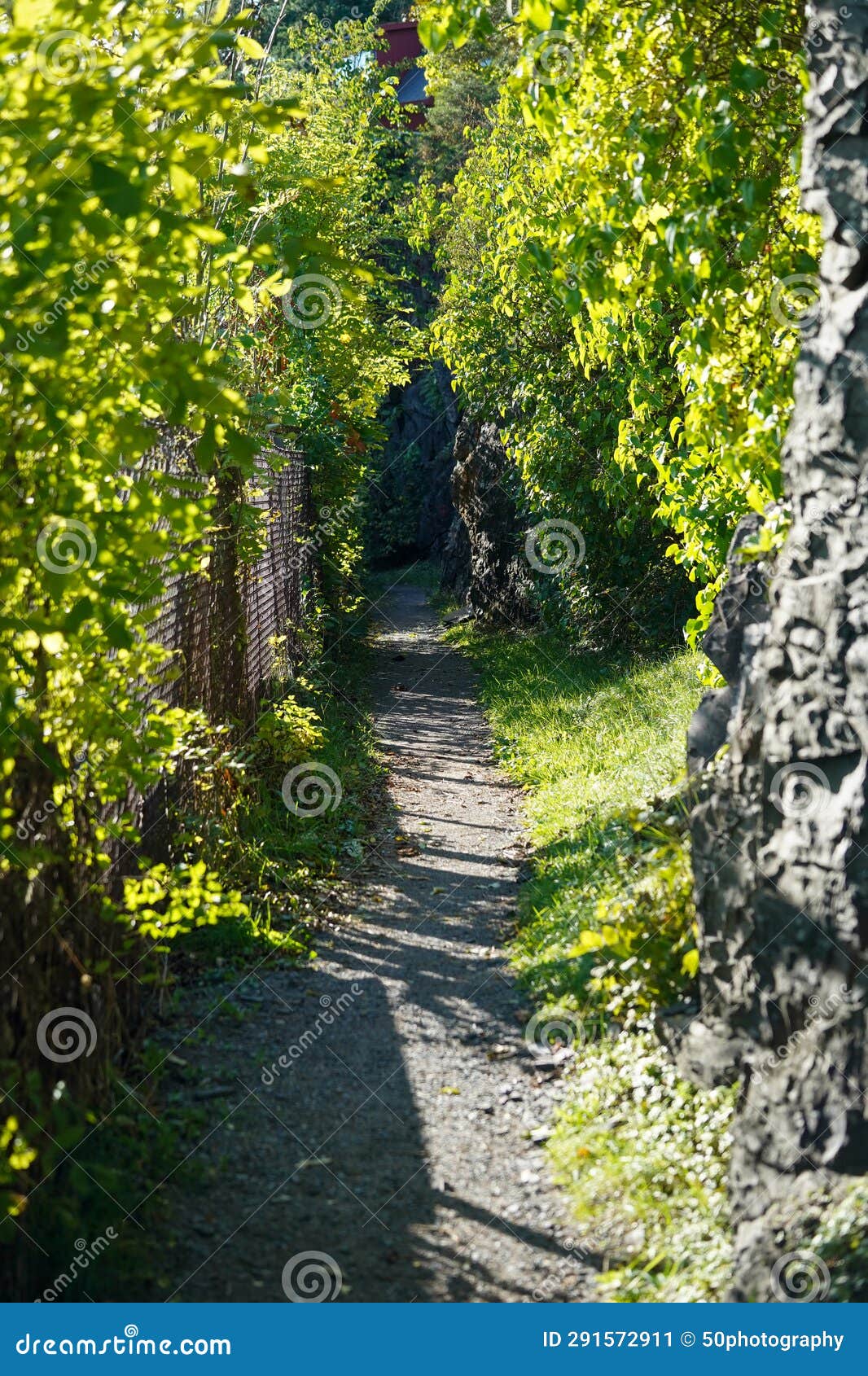 Green Path in the Park. Greenery Stock Image - Image of shrub, spring ...