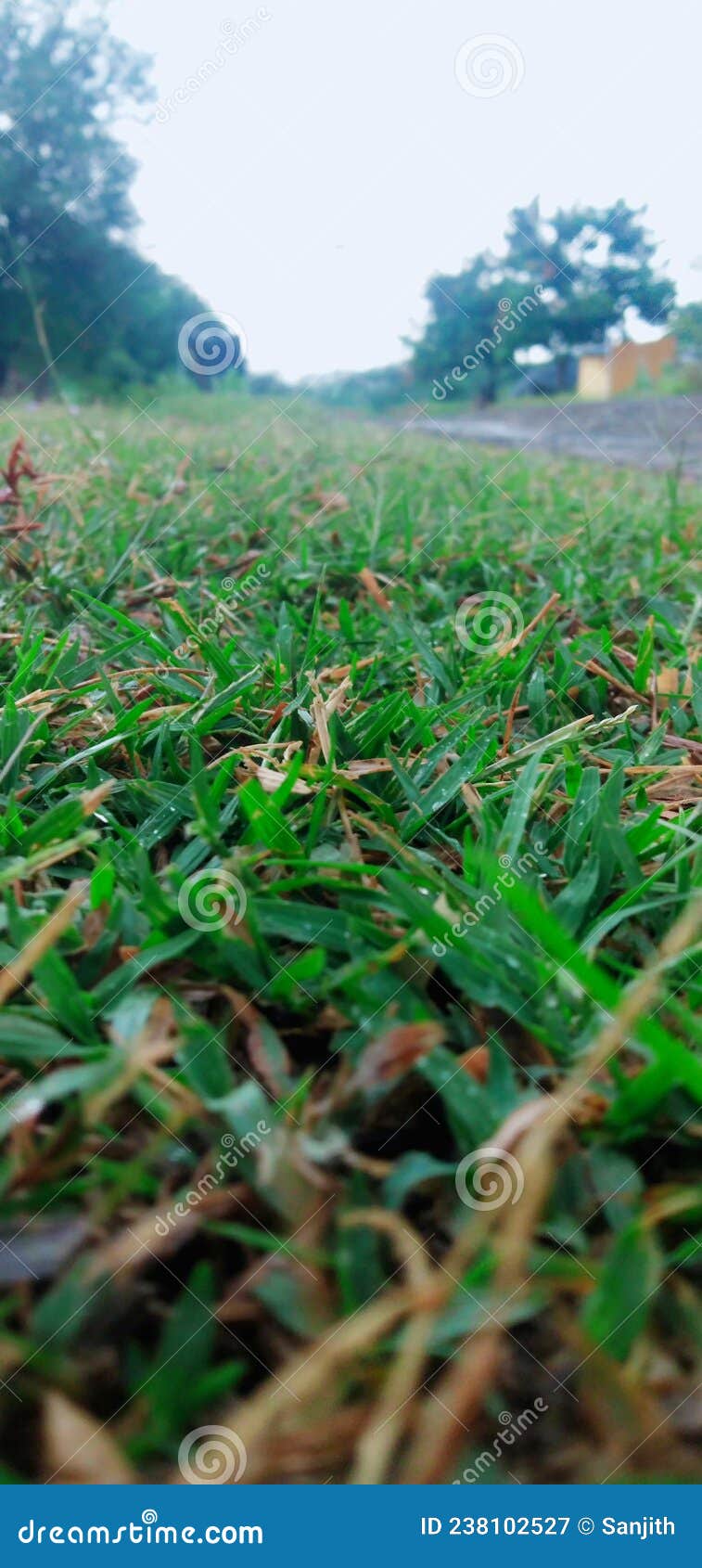 Green path photos stock image. Image of grass, green - 238102527