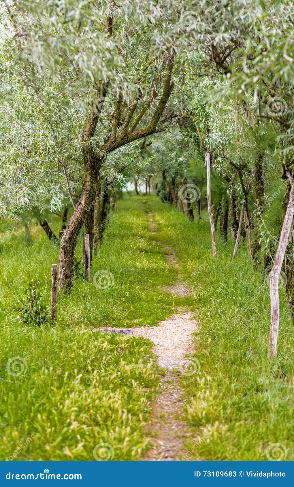 Green Path through the Trees Stock Image - Image of forest, woods: 73109683