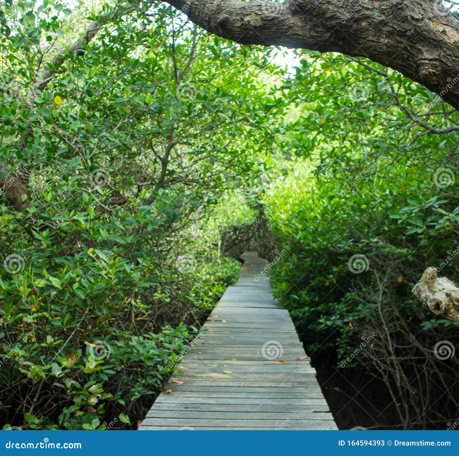 The green and path way stock image. Image of wood, tree - 164594393