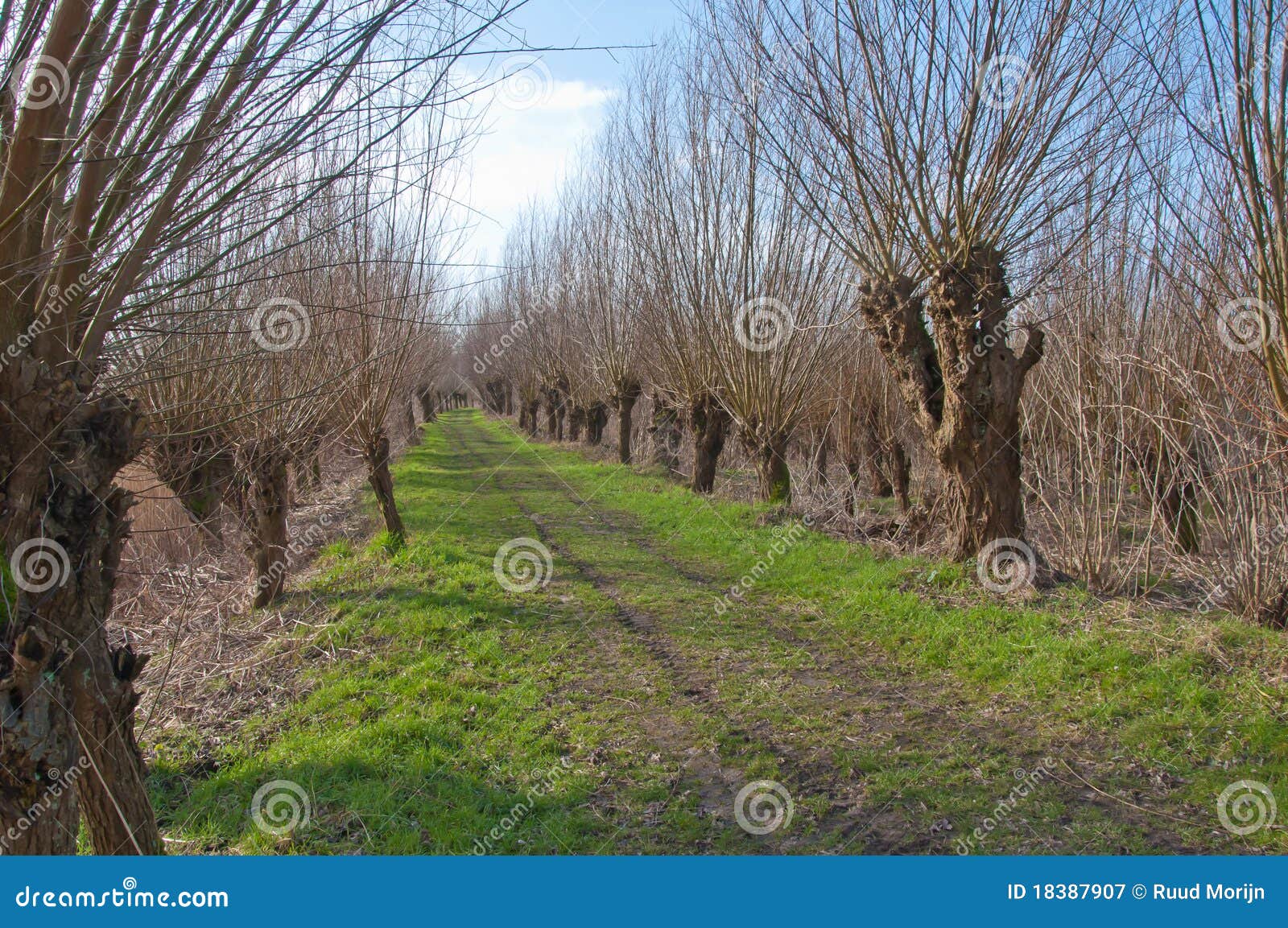 A Green Path between the Willows Stock Image - Image of grass ...