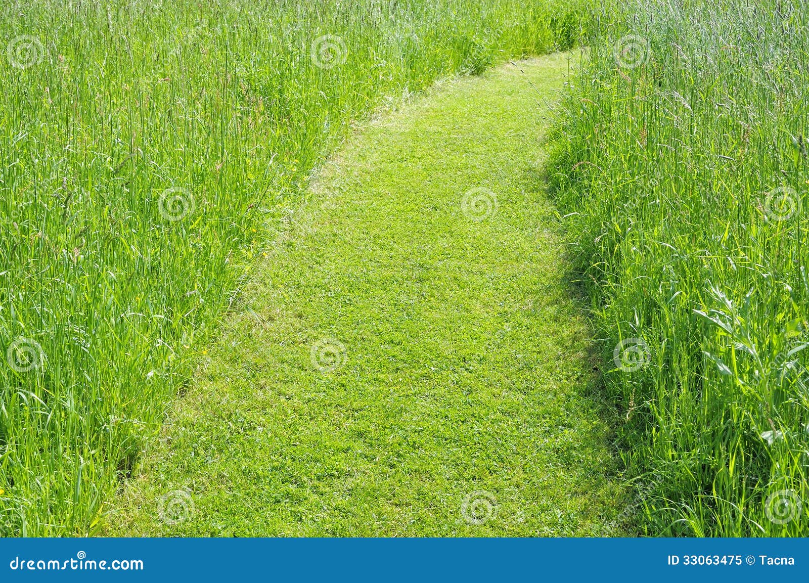 Green Pathway stock image. Image of classic, greenery - 33063475