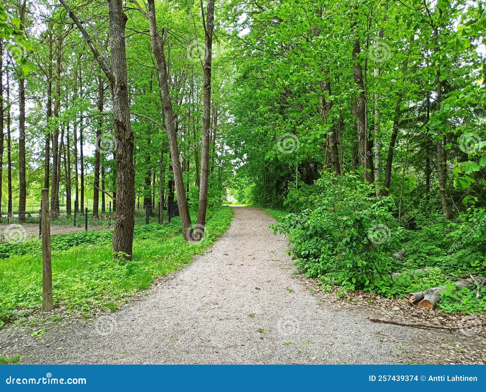 Green pathway in Helsinki stock photo. Image of sunlight - 257439374