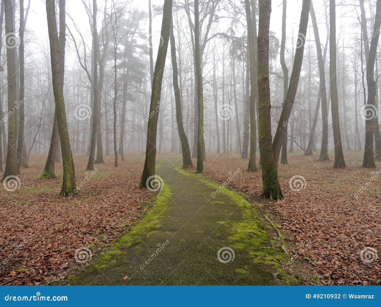 Green Pathway stock photo. Image of foggy, plant, pathway - 49210932