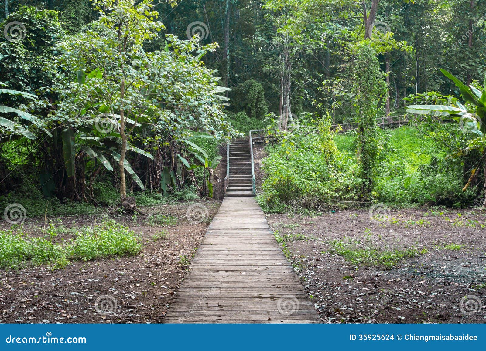 Green Pathway stock photo. Image of path, travel, pathway - 35925624