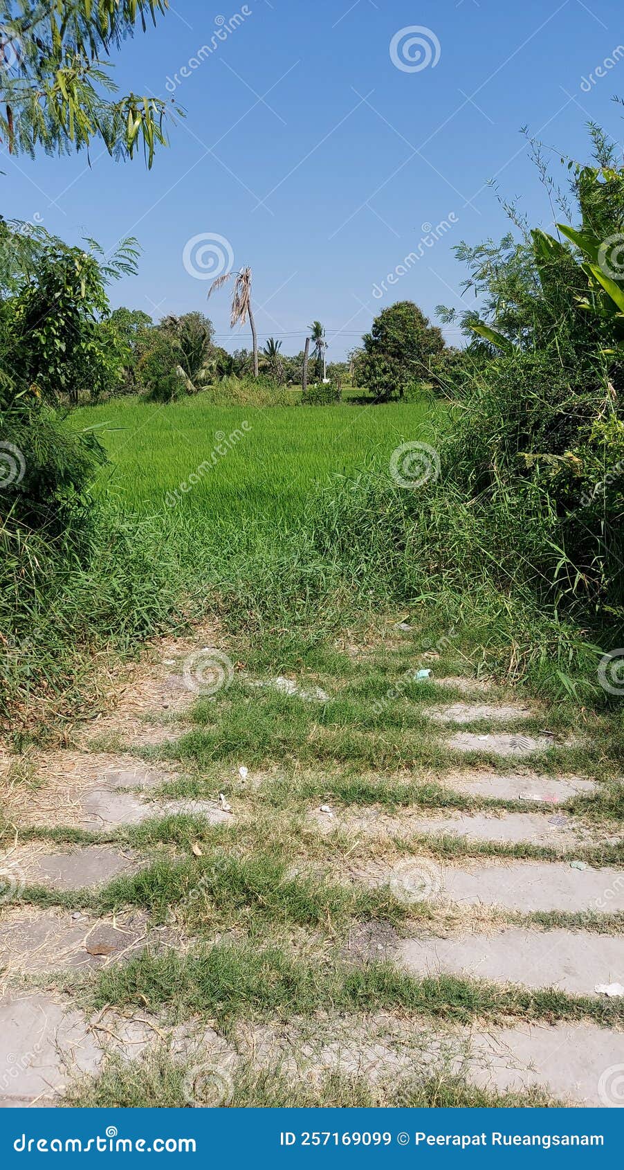 The Green Pathways with Green Agricultural Field Background. Stock Image - Image of field ...