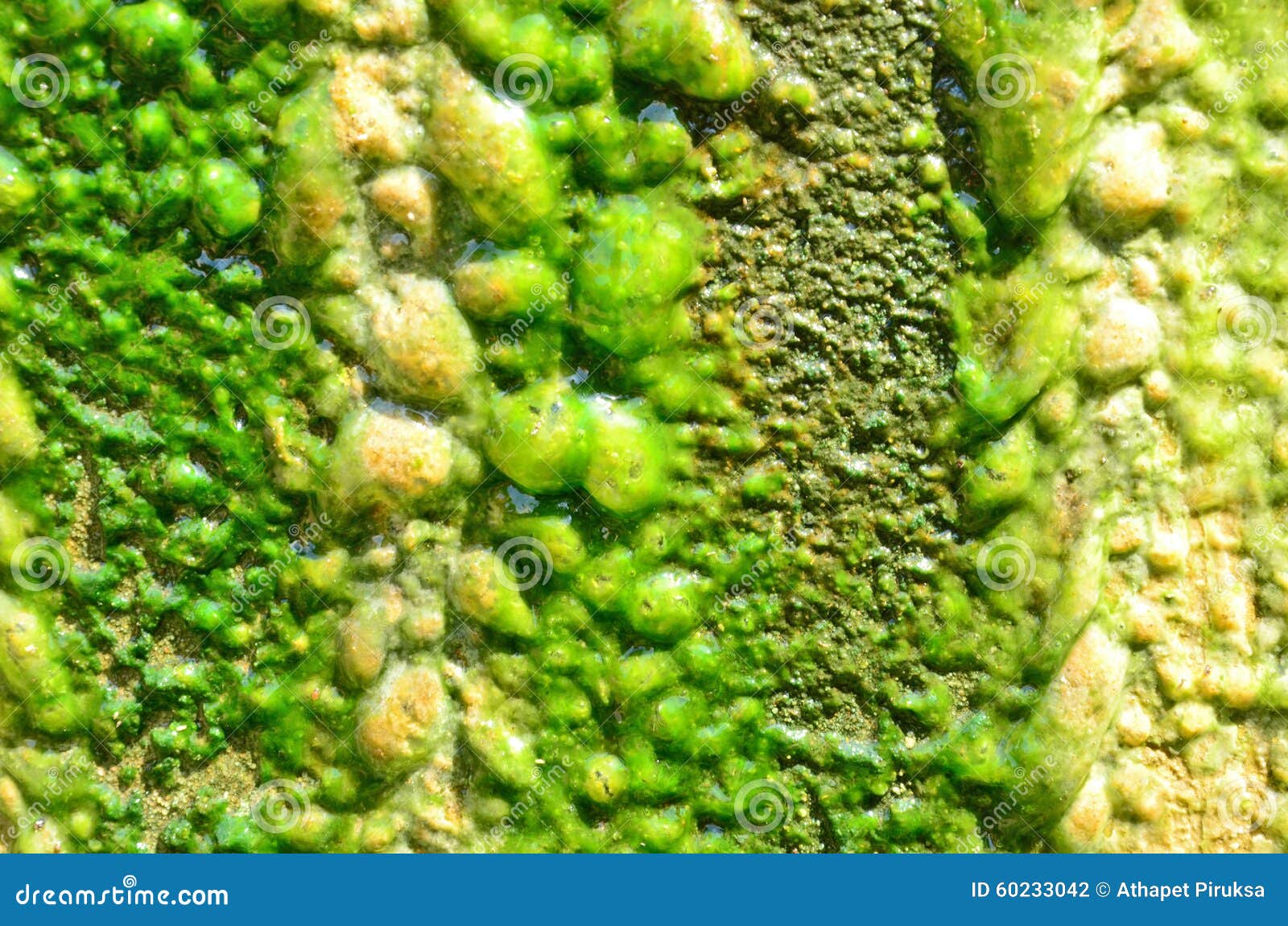 Green pattern of moss stock photo. Image of vivid, fern - 60233042