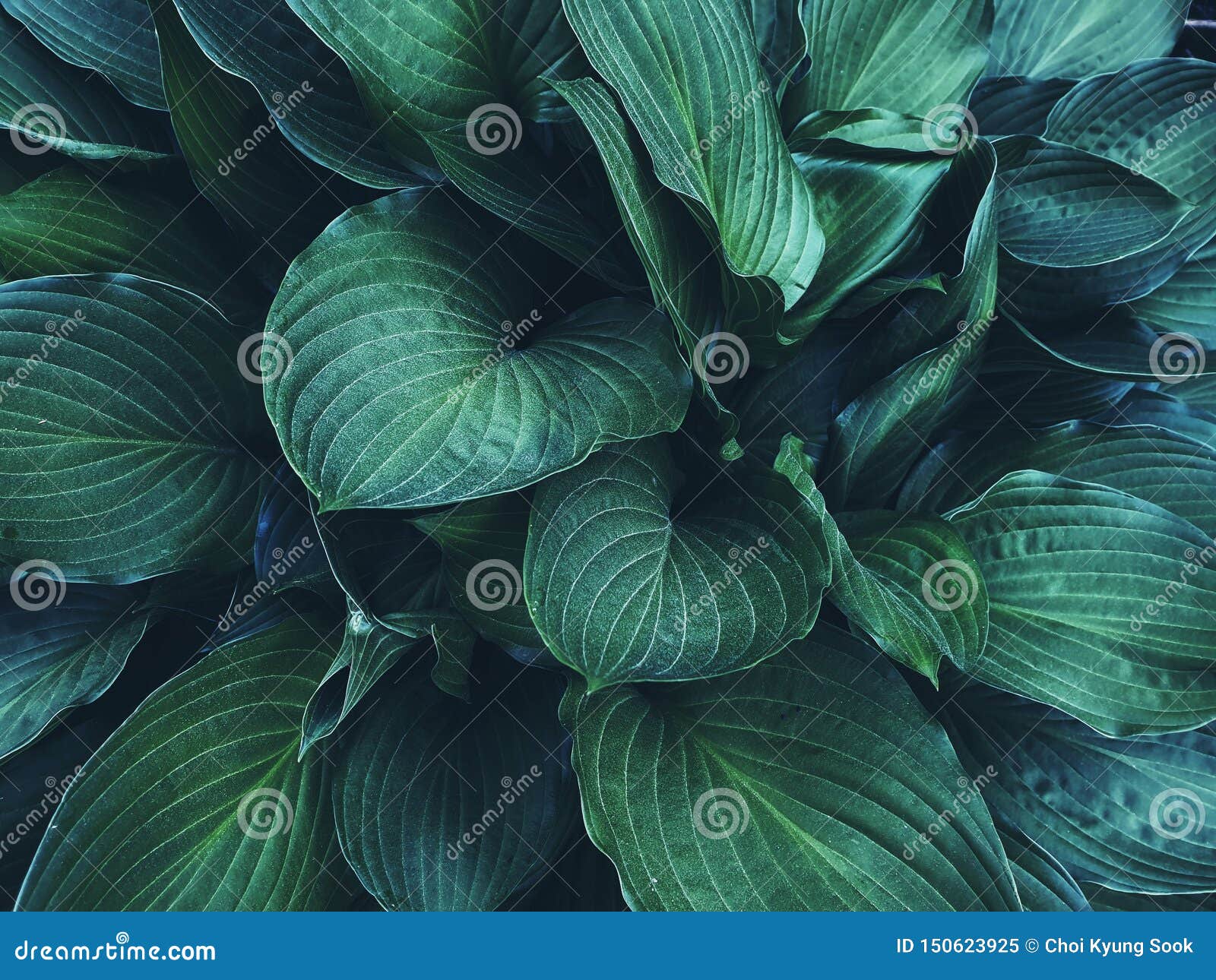 Green Pattern Plant Natural Leaf Image Stock Image - Image of natural ...