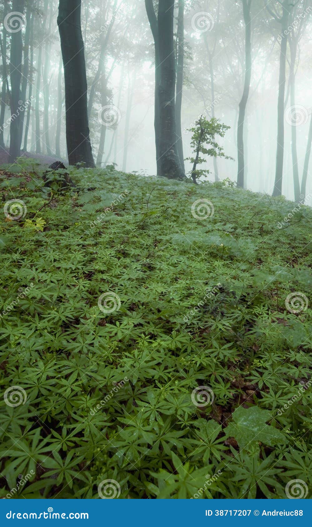 Green Pattern of Plants in a Forest with Fog Stock Image - Image of ...
