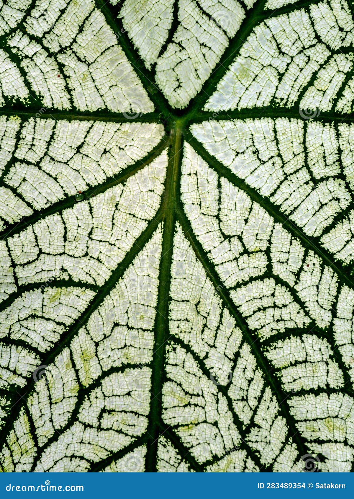 Green Pattern on White Surface on the Leaf of Caladium Bicolor Stock ...