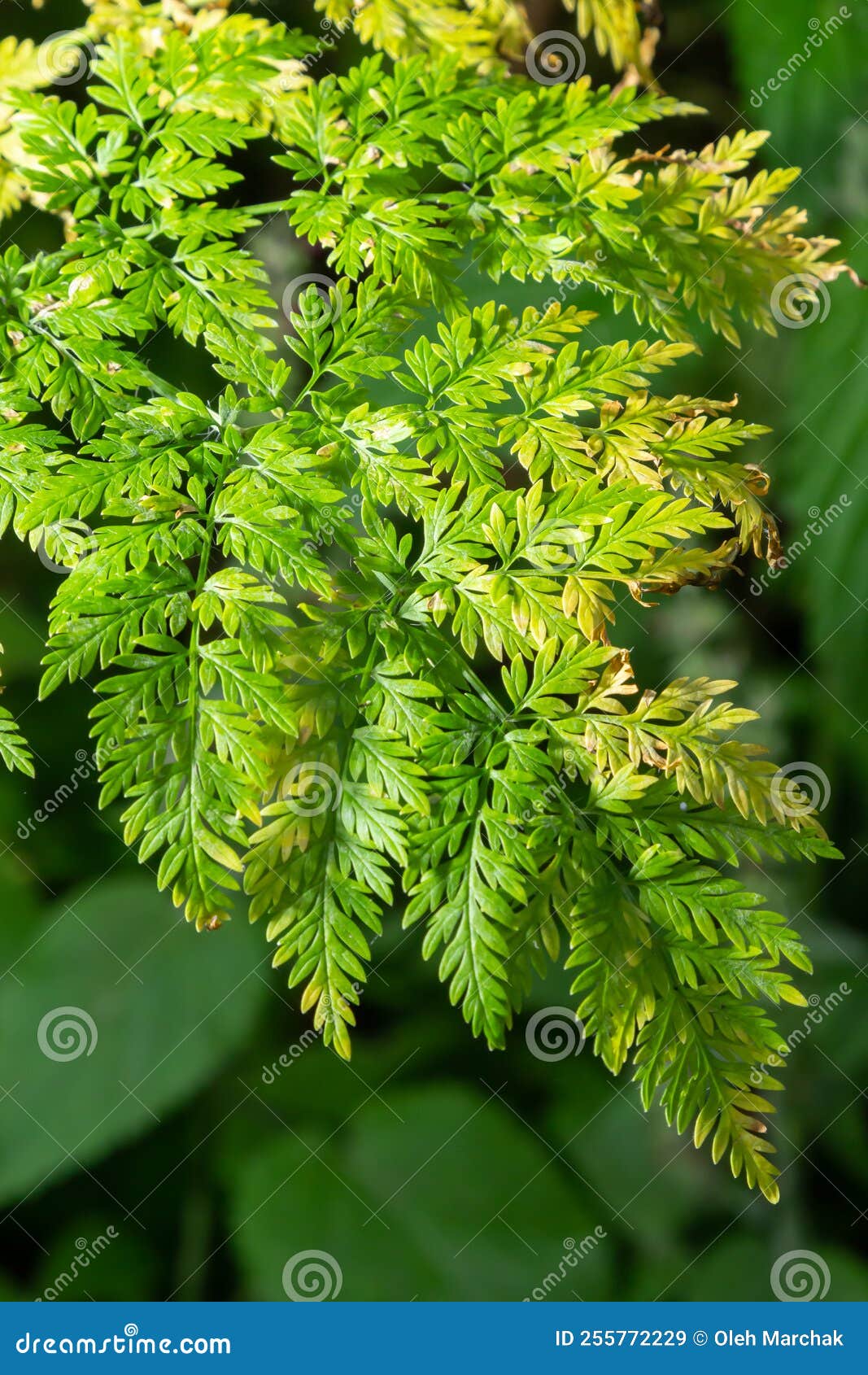 Green Patterned Leaves of a Plant Conium Maculatum in the Sun in Autumn ...