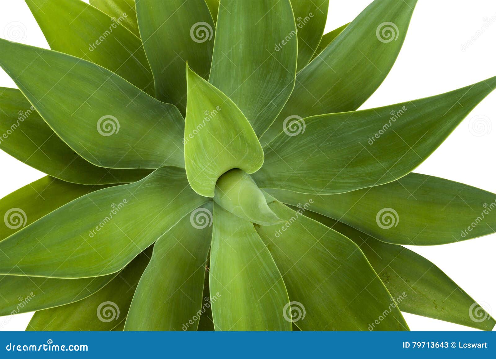 Green Patterns and Textures of Leaves of Succulent Plant Stock Image ...