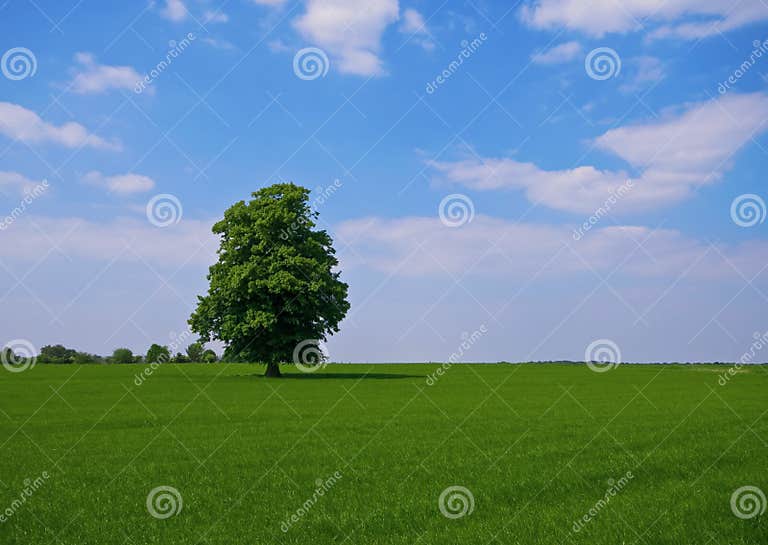 Green pature with tree stock photo. Image of landscape - 6891218