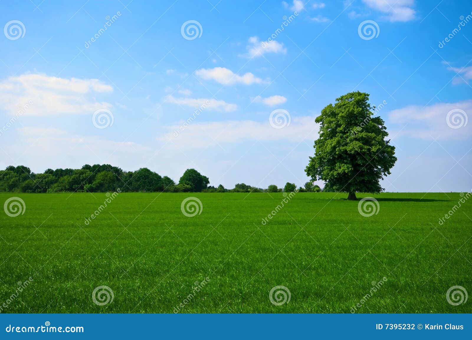 Green pature with tree stock photo. Image of landscape - 7395232