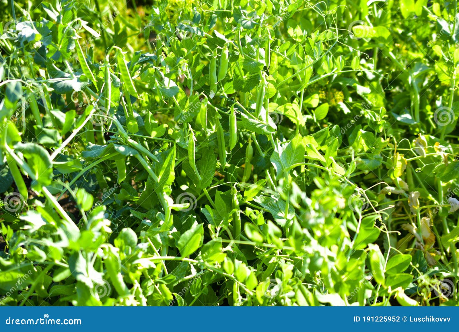 Green Pea Bushes in the Garden with Pea Pods Stock Photo - Image of ...