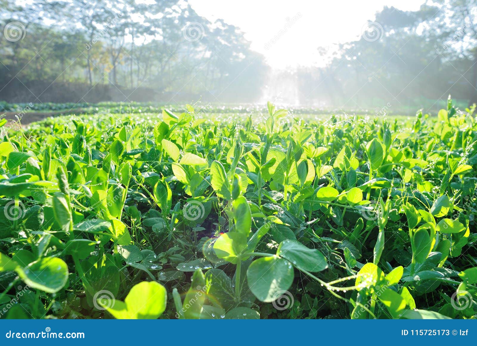 Green pea crops stock image. Image of fresh, vintage - 115725173