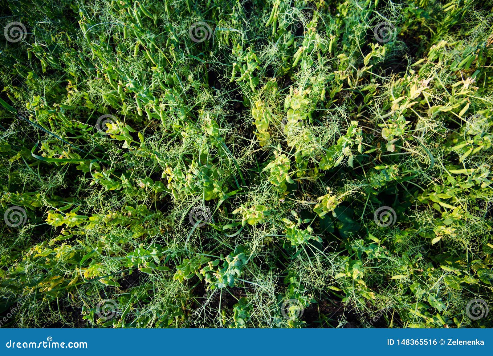Green Pea Field Farm in Bright Day Stock Photo - Image of field, food ...