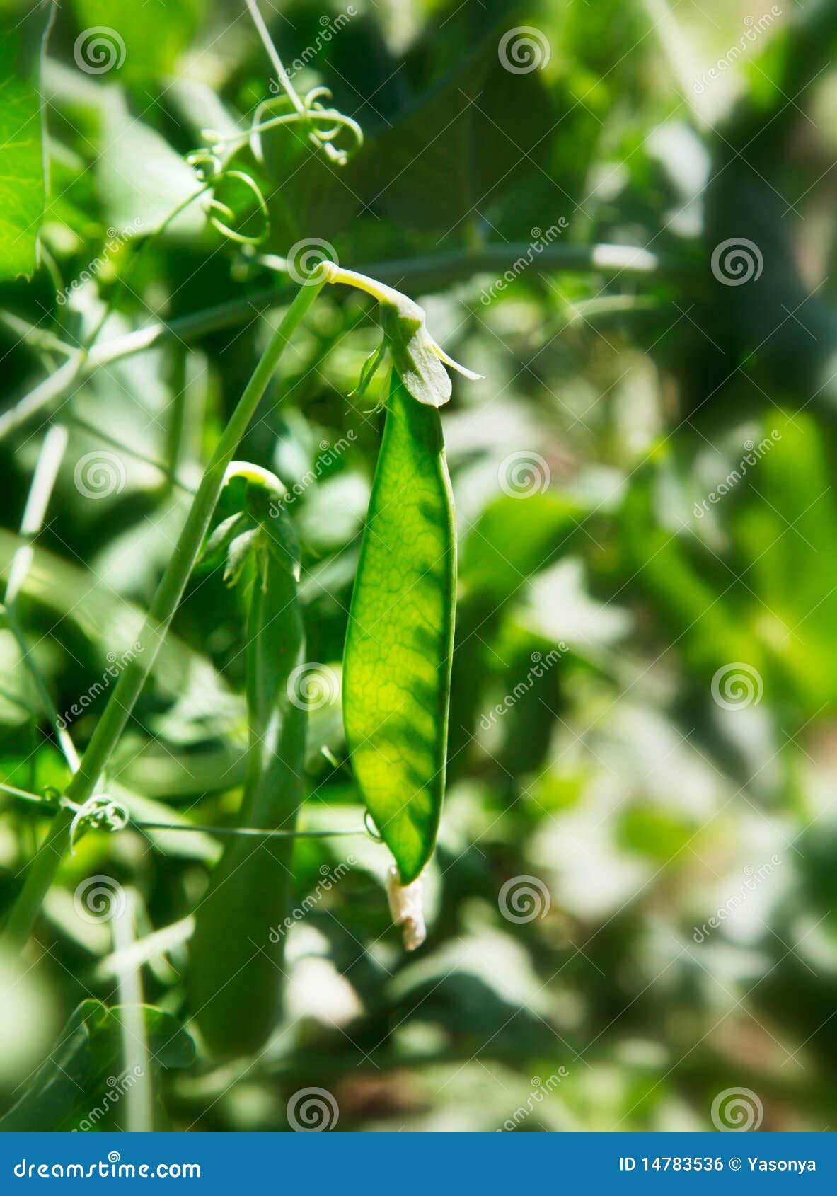 Green Pea Fruit with Leaves Stock Photo - Image of organic, fresh: 14783536