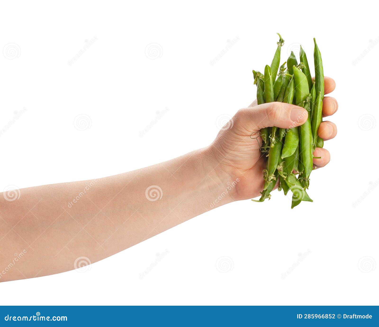 Green pea in hand stock photo. Image of holding, peas - 285966852