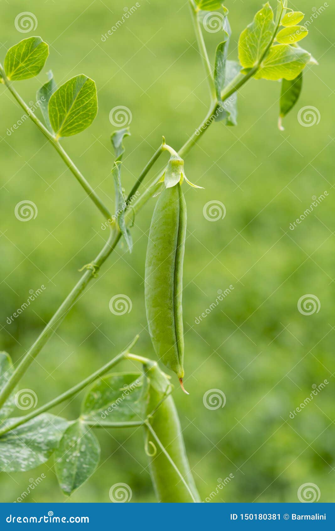 Green Pea Plants Growing on Farming Fields in Summer Stock Image ...