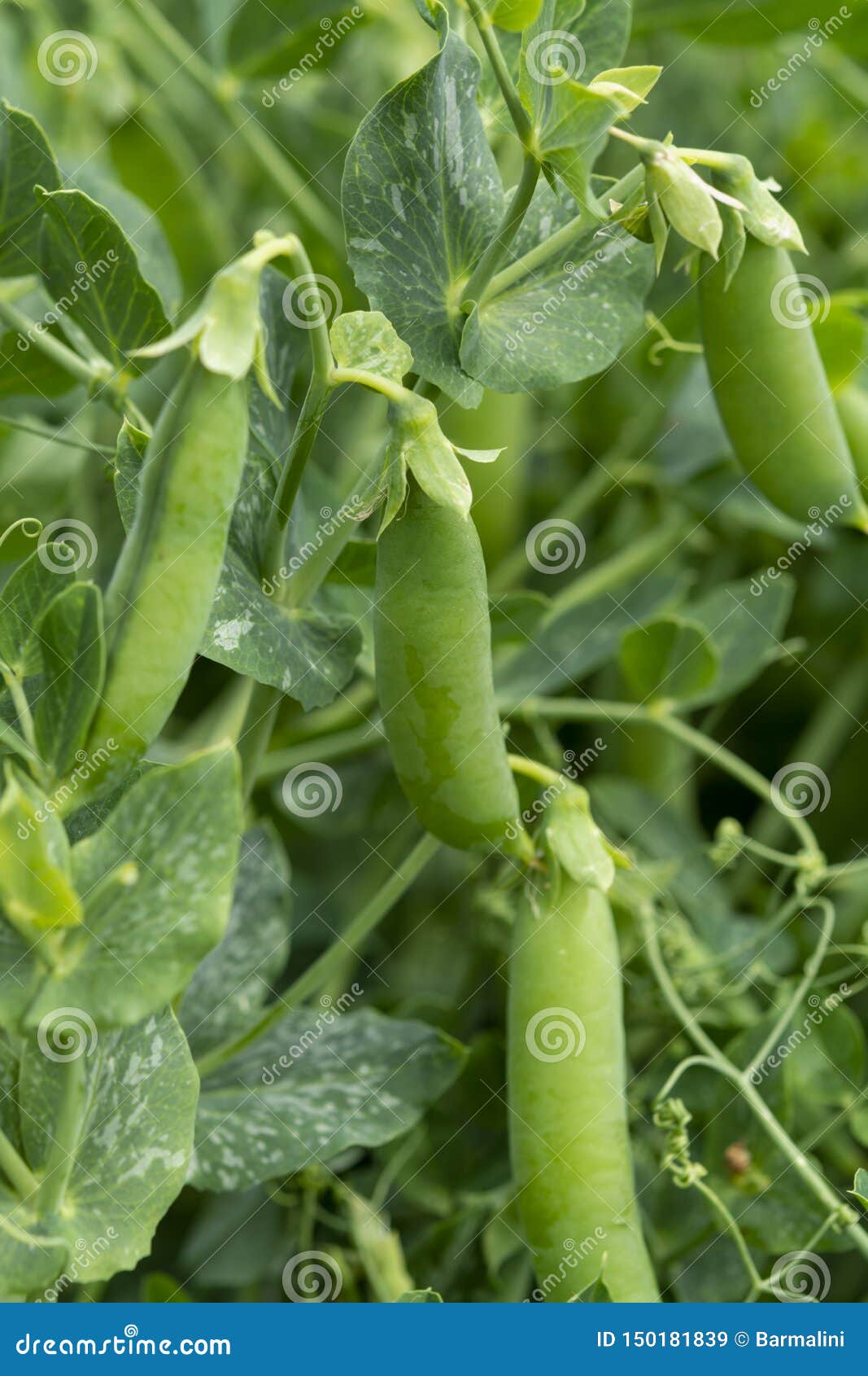 Green Pea Plants Growing on Farming Fields in Summer Stock Image ...