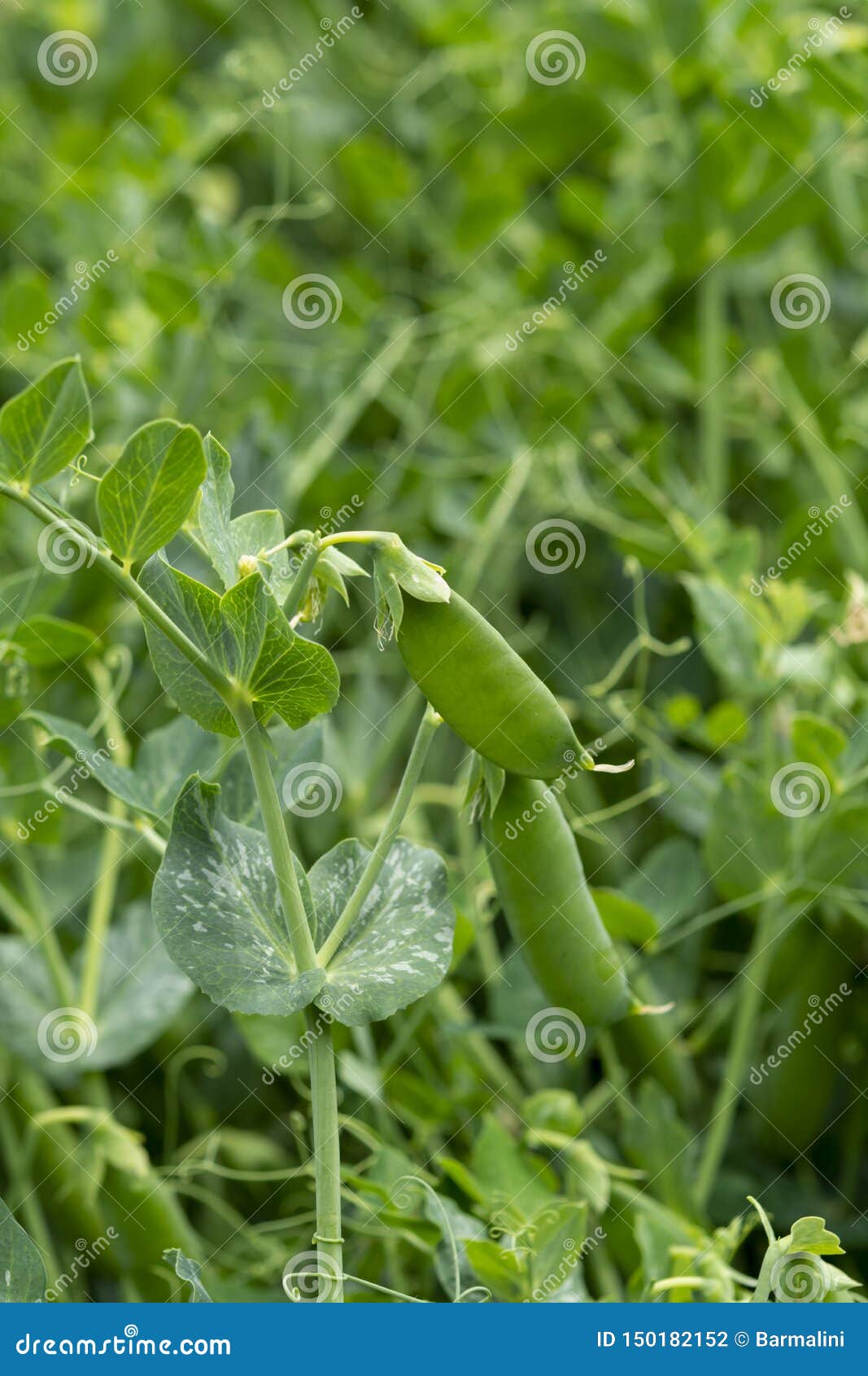 Green Pea Plants Growing on Farming Fields in Summer Stock Photo ...