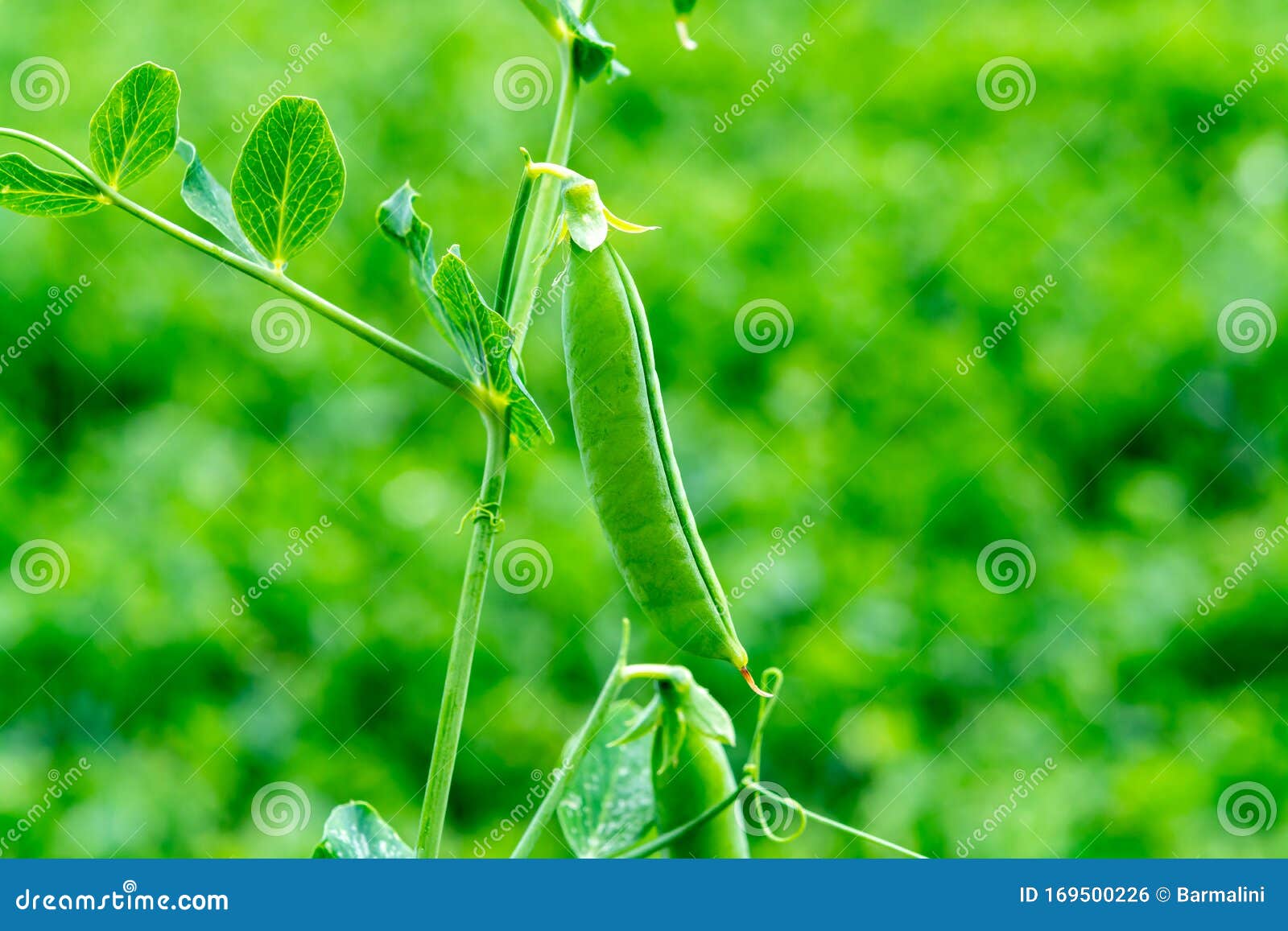 Green Pea Plants Growing on Farming Fields in Summer Stock Photo ...