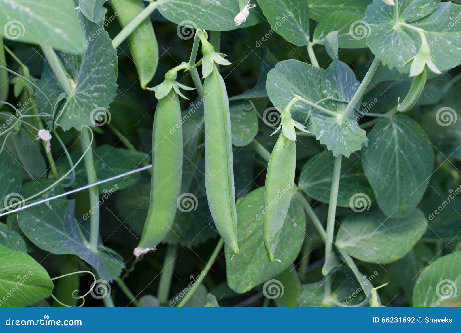 Green pea pods on brush stock photo. Image of summer - 66231692