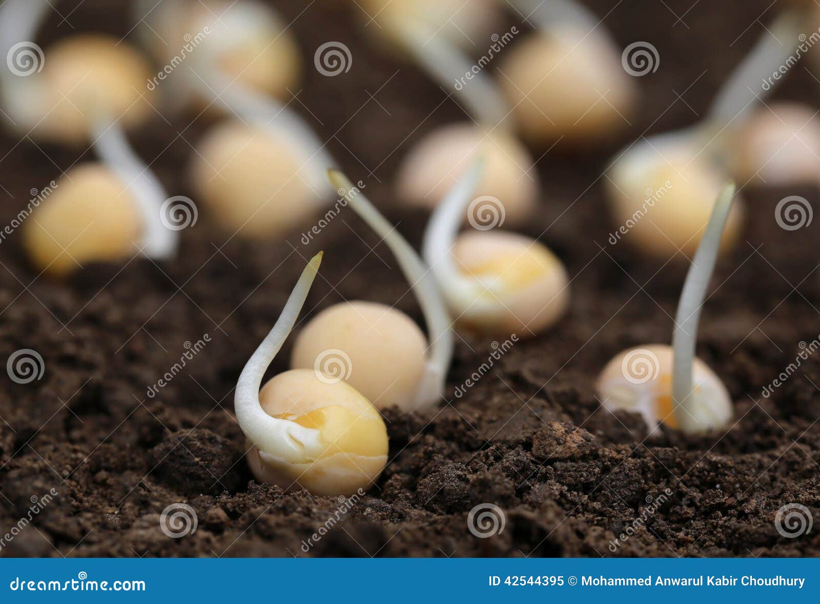Green pea seedling stock image. Image of close, vegetable - 42544395