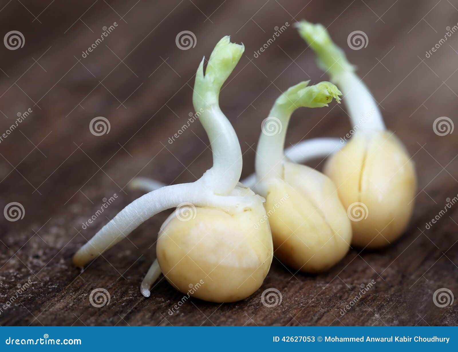 Green pea seedling stock image. Image of cultivation - 42627053