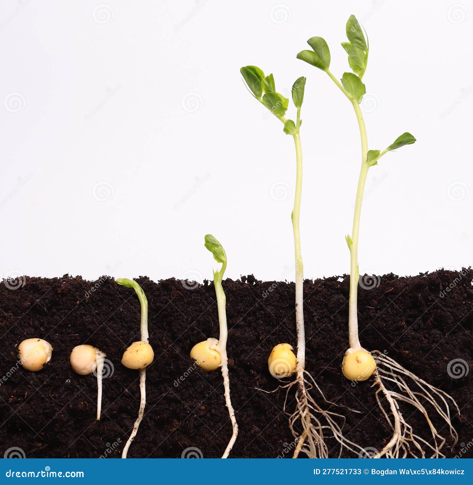 Green Pea Seeds Germinating in Soil Stock Image - Image of experiment ...