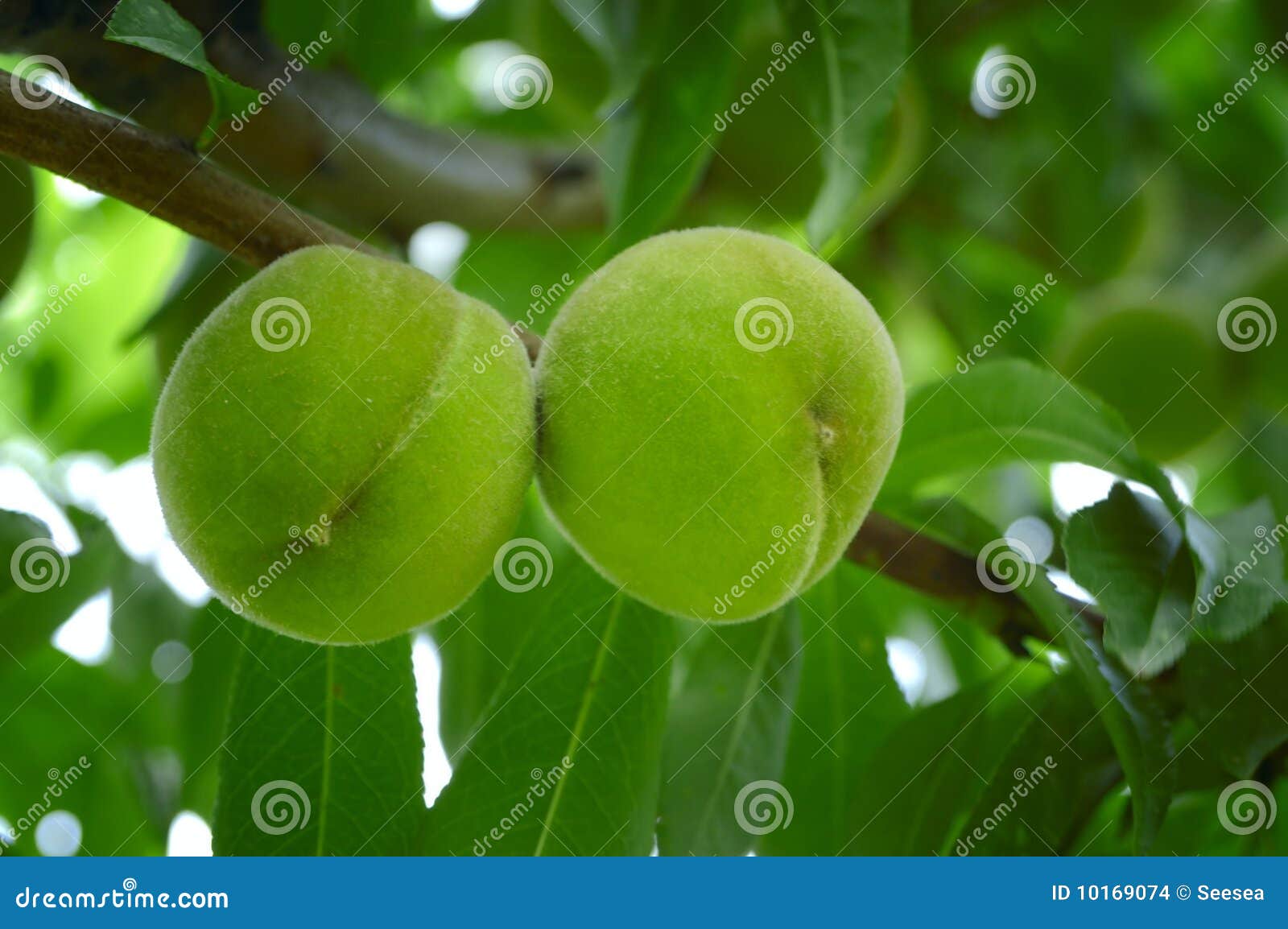 Green peach stock photo. Image of food, harvest, vitamin - 10169074
