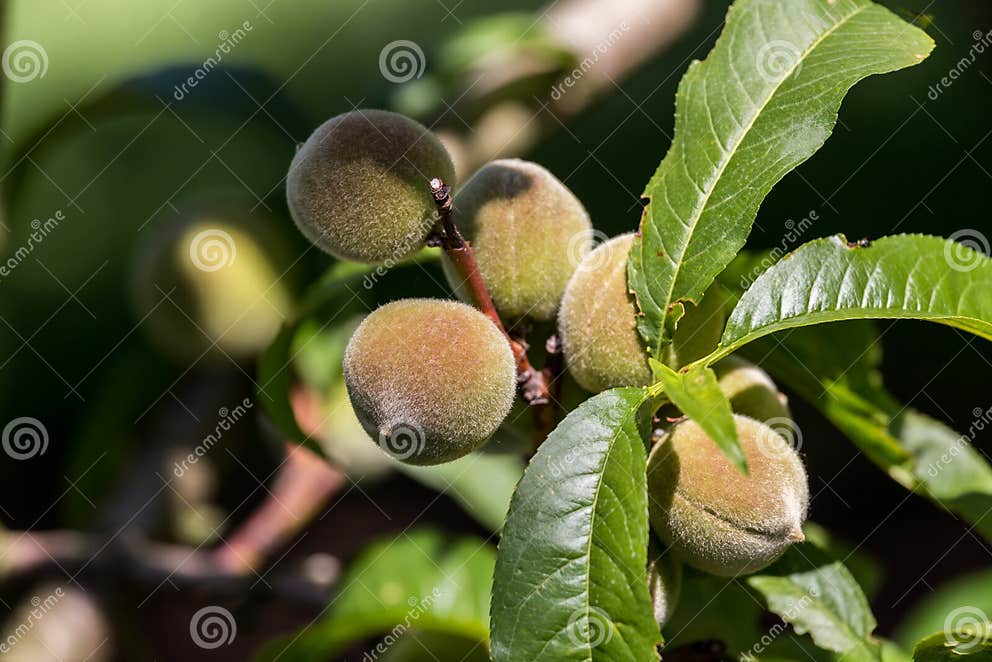 Green Peach Fruit on the Tree Stock Image - Image of closeup, delicious ...